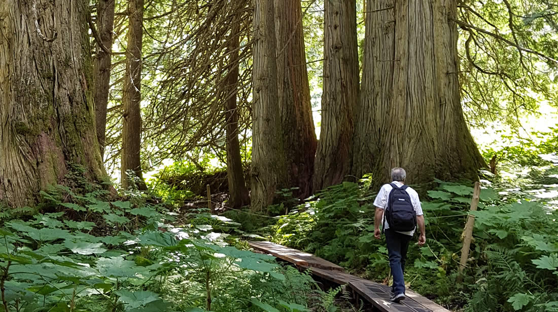 Ancient Forest - British Columbia Canada